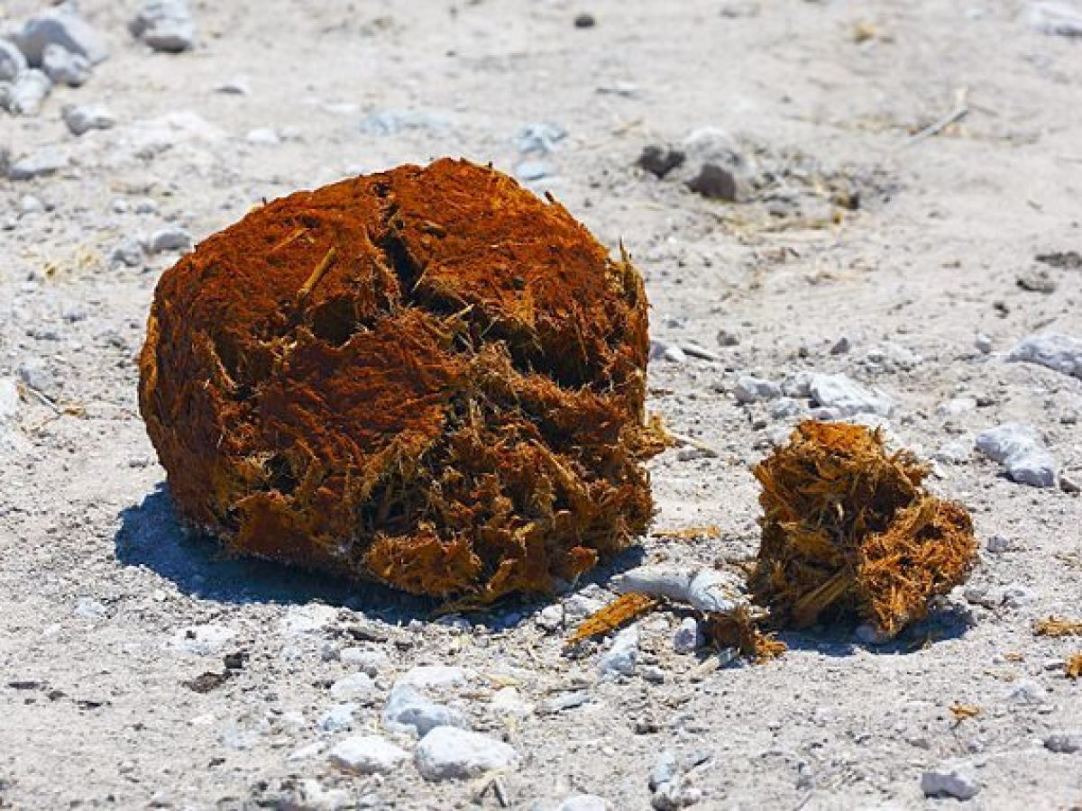 Di cos'è fatta la cacca degli animali e come si riconosce?