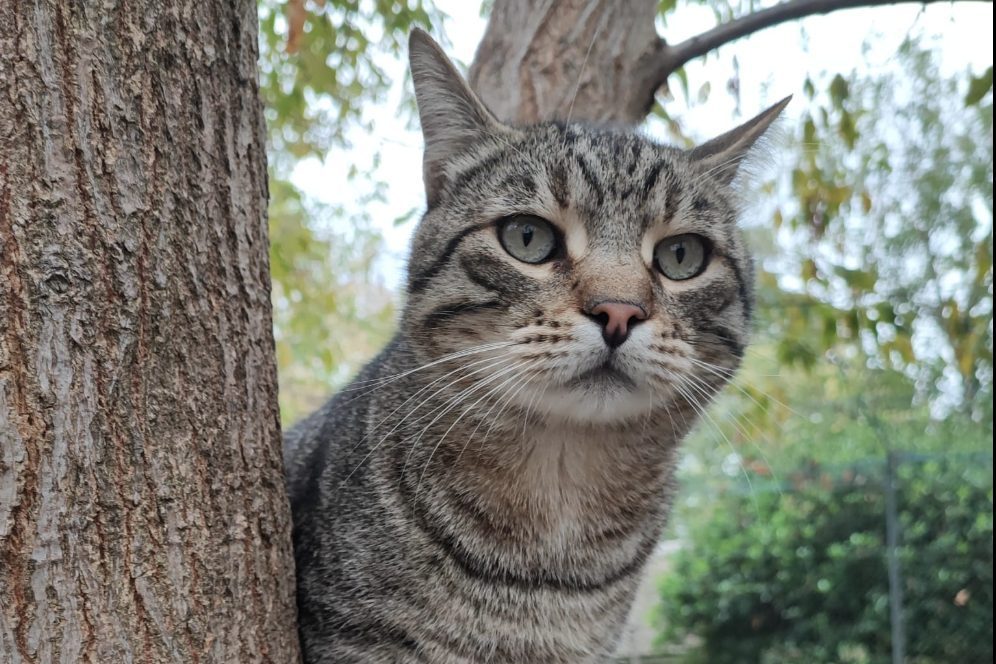 Ladri nel gattile comunale di Calderara: «Rubate le stufette per tenere ...