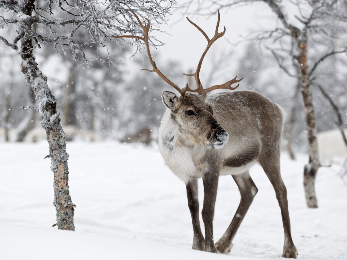 La renna (Rangifer tarandus)