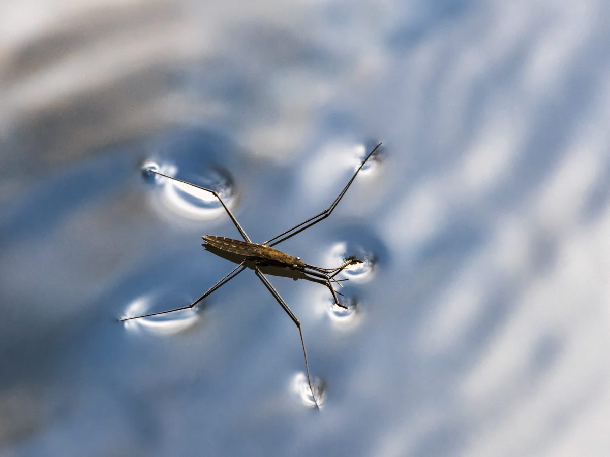 Come fanno alcuni insetti a camminare sull'acqua