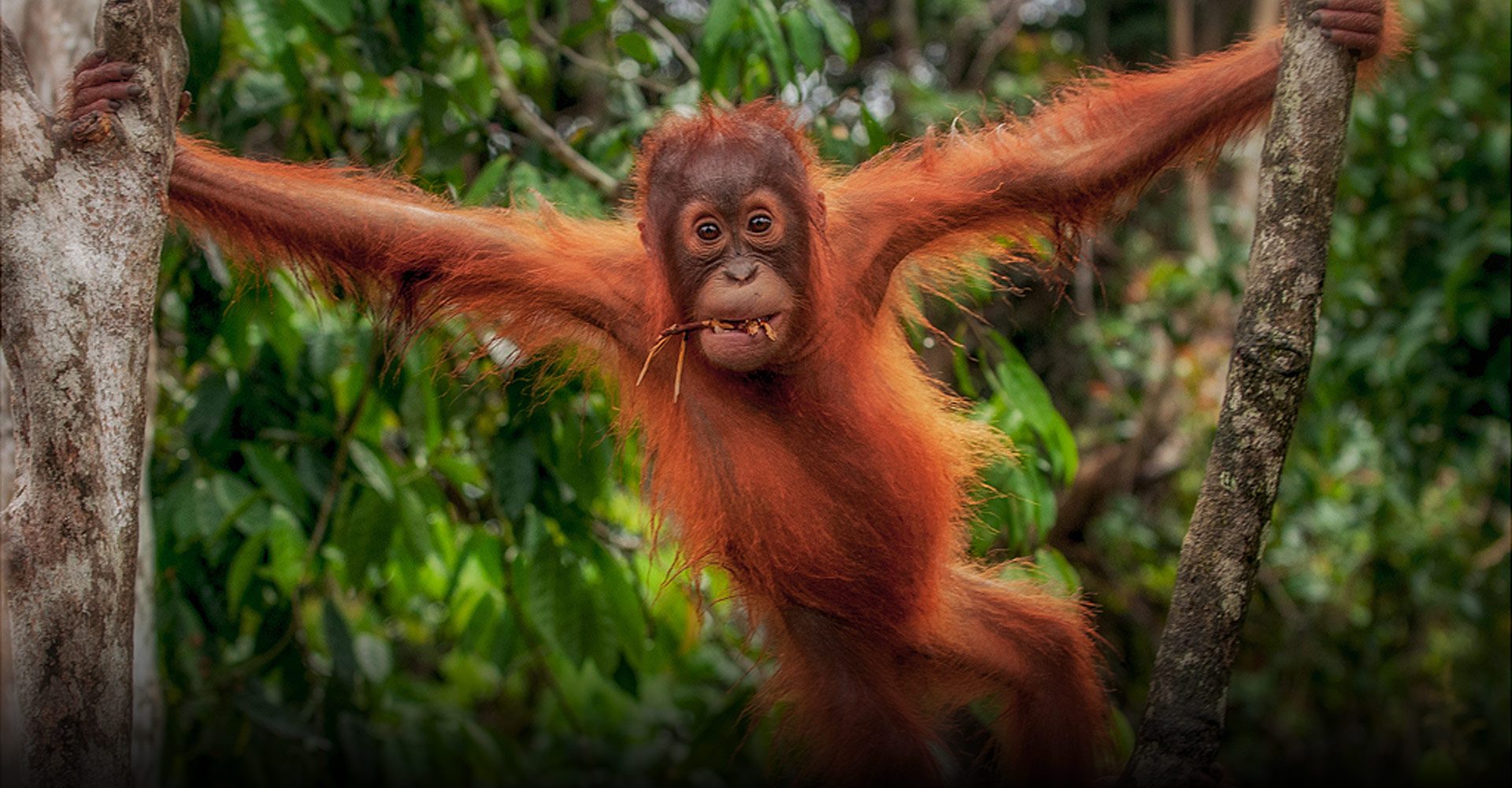 L'origine arborea della parola: l'evoluzione delle consonanti nelle ...