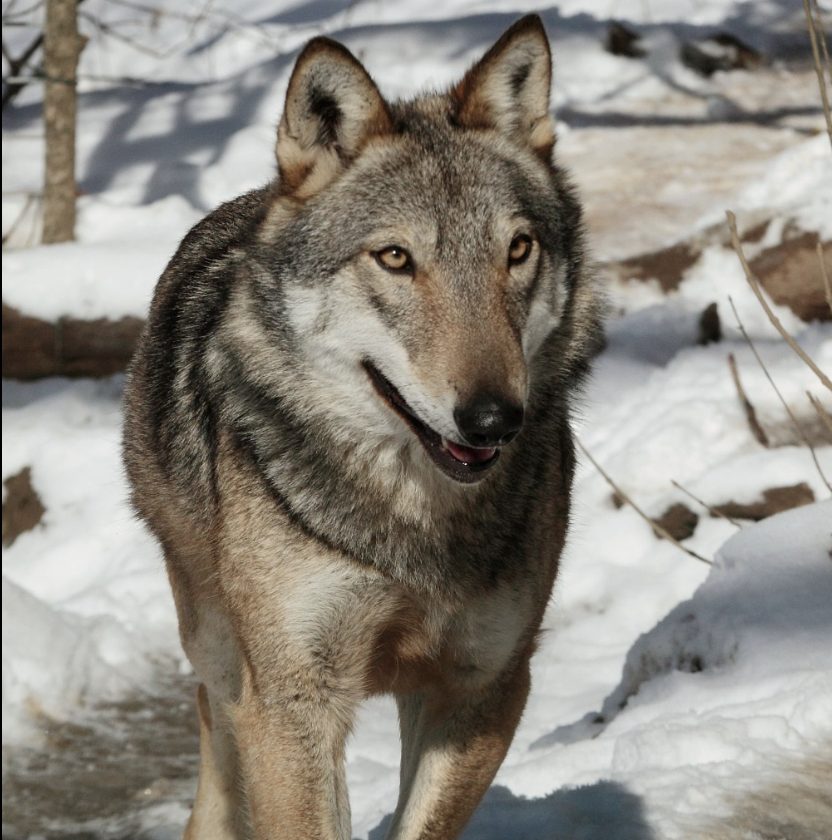 Morto Merlino, il lupo simbolo del Parco Nazionale dei Monti Sibillini