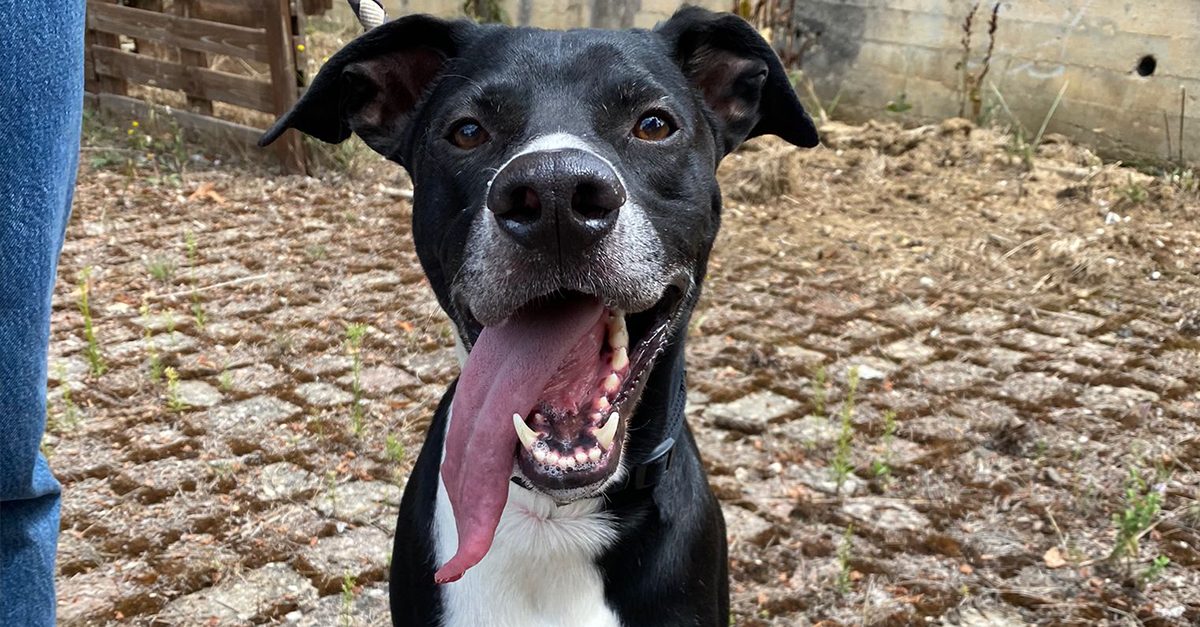 Marlo, il cane che aspetta che gli sia restituita la dignità: la sua storia