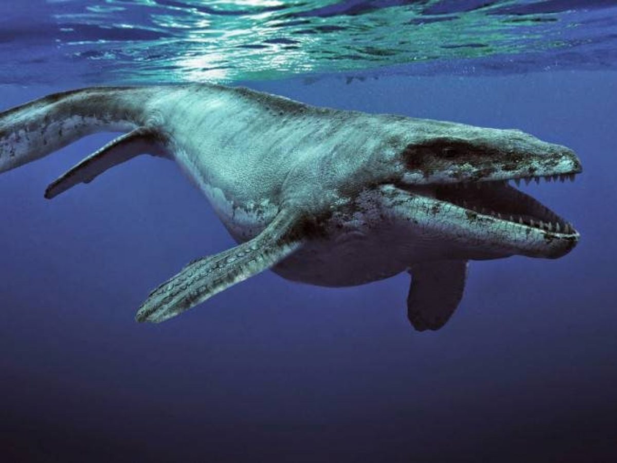 Il mosasauro: l'animale più temuto degli oceani preistorici