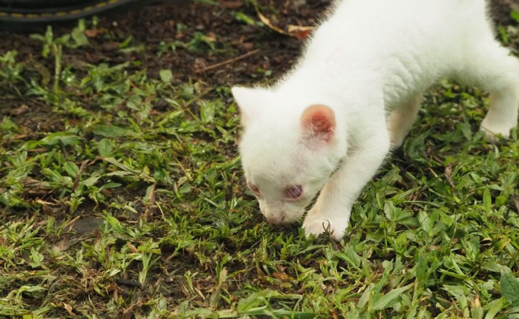La prima ocelot albina al mondo vive in Colombia: sta bene ma non potrà ...