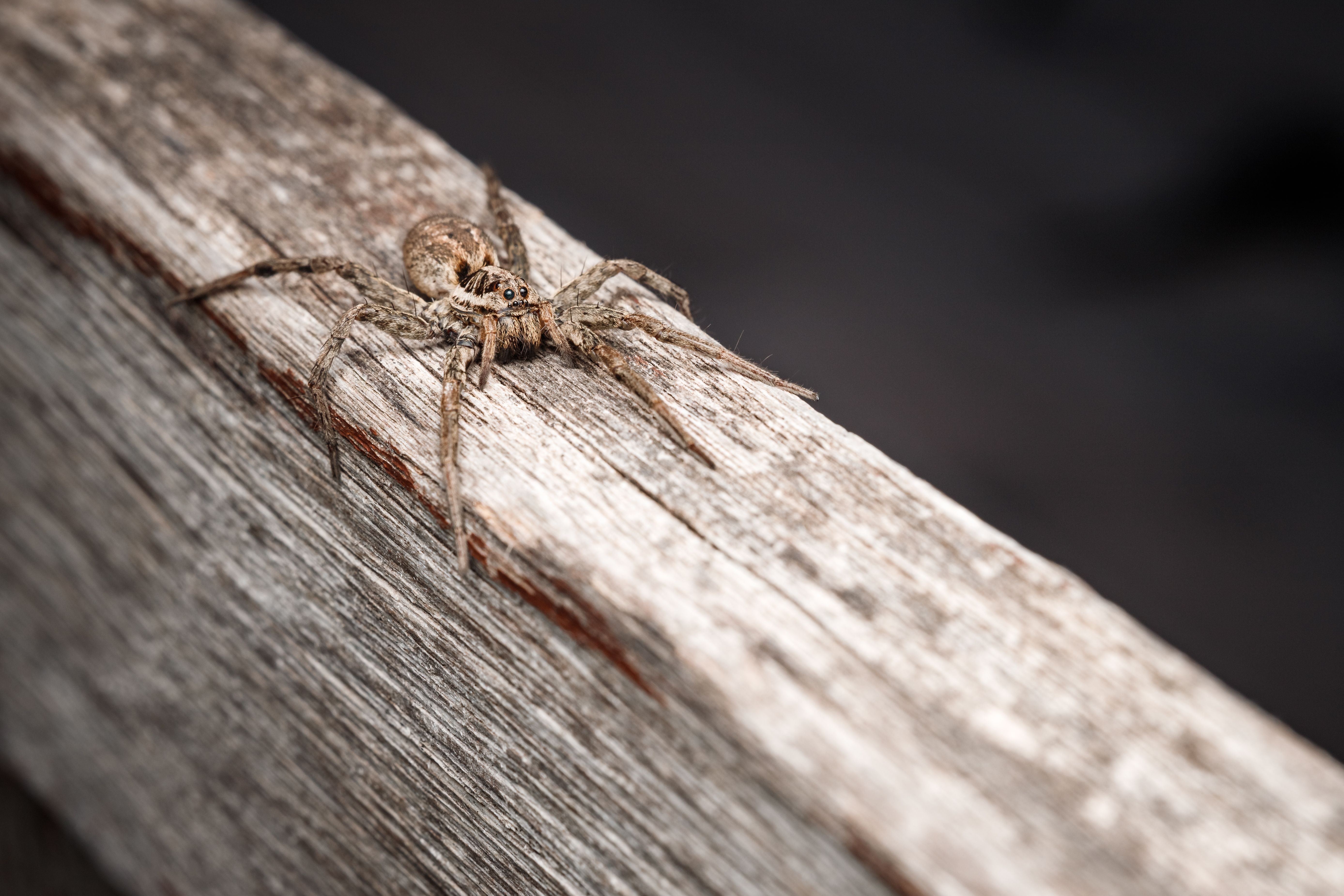 E voi lo avete mai visto un ragno lupo in casa?