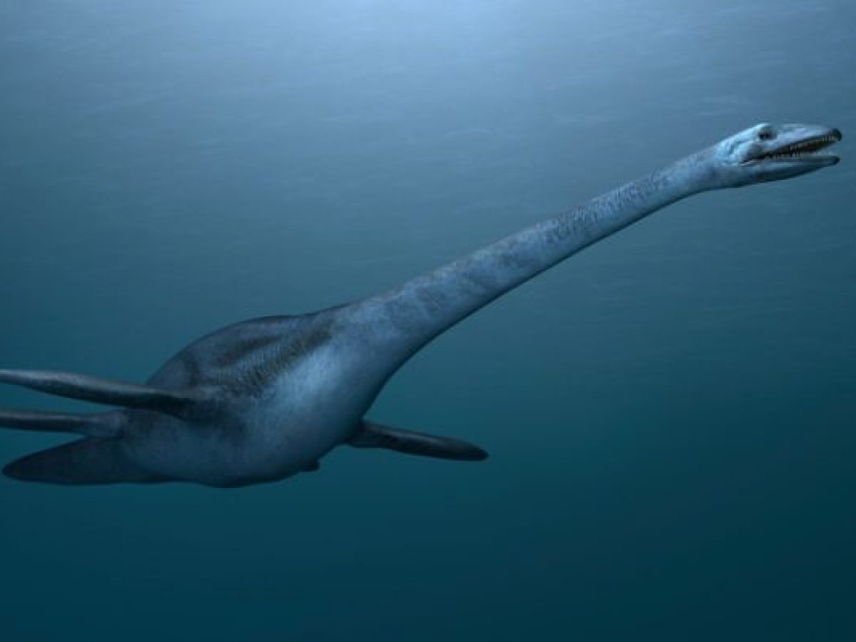 Il plesiosauro, l'antico rettile marino parente dei dinosauri