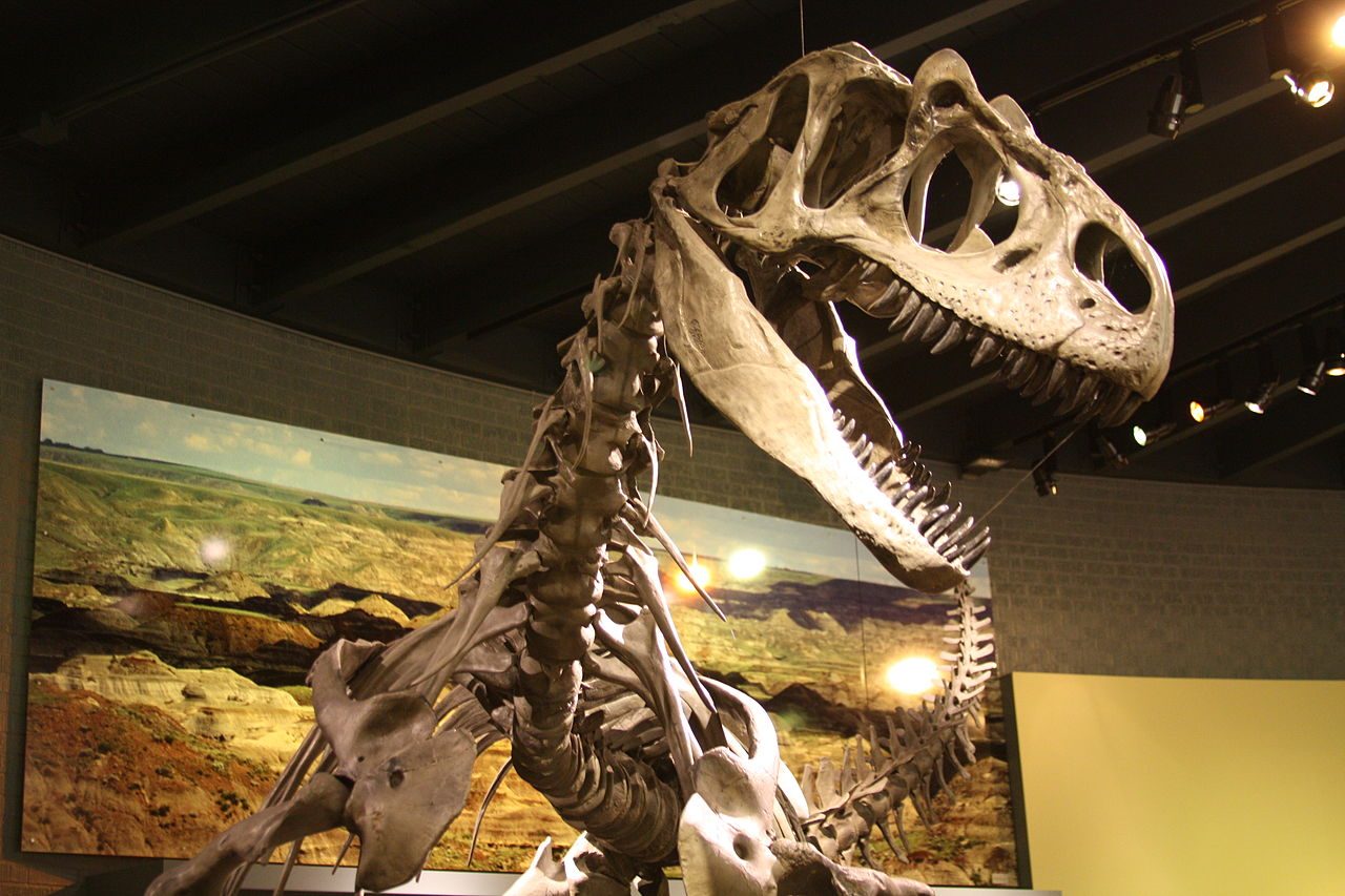 Allosauro, il più temibile dinosauro carnivoro del Giurassico