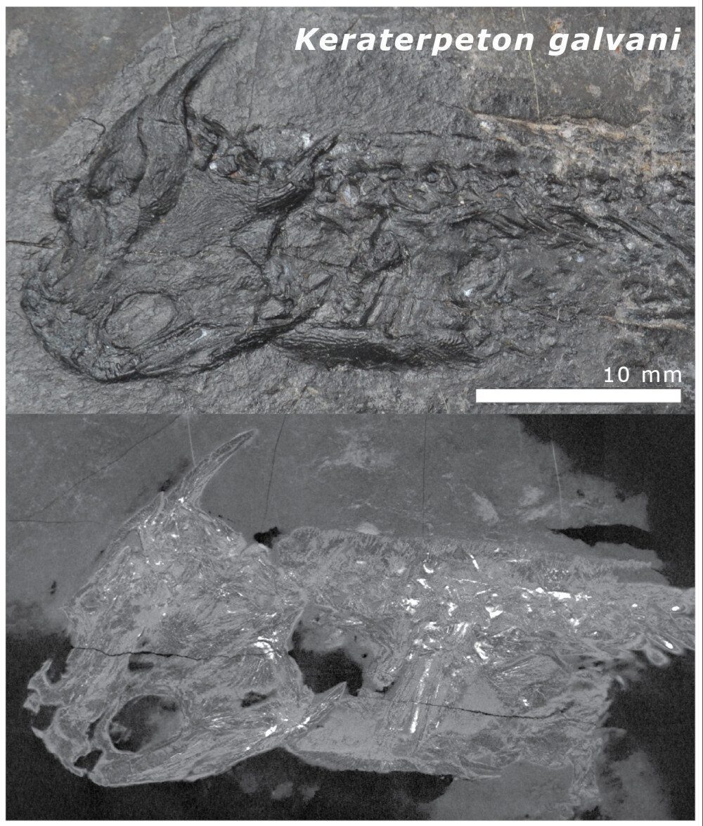 I 10 fossili più incredibili mai rinvenuti