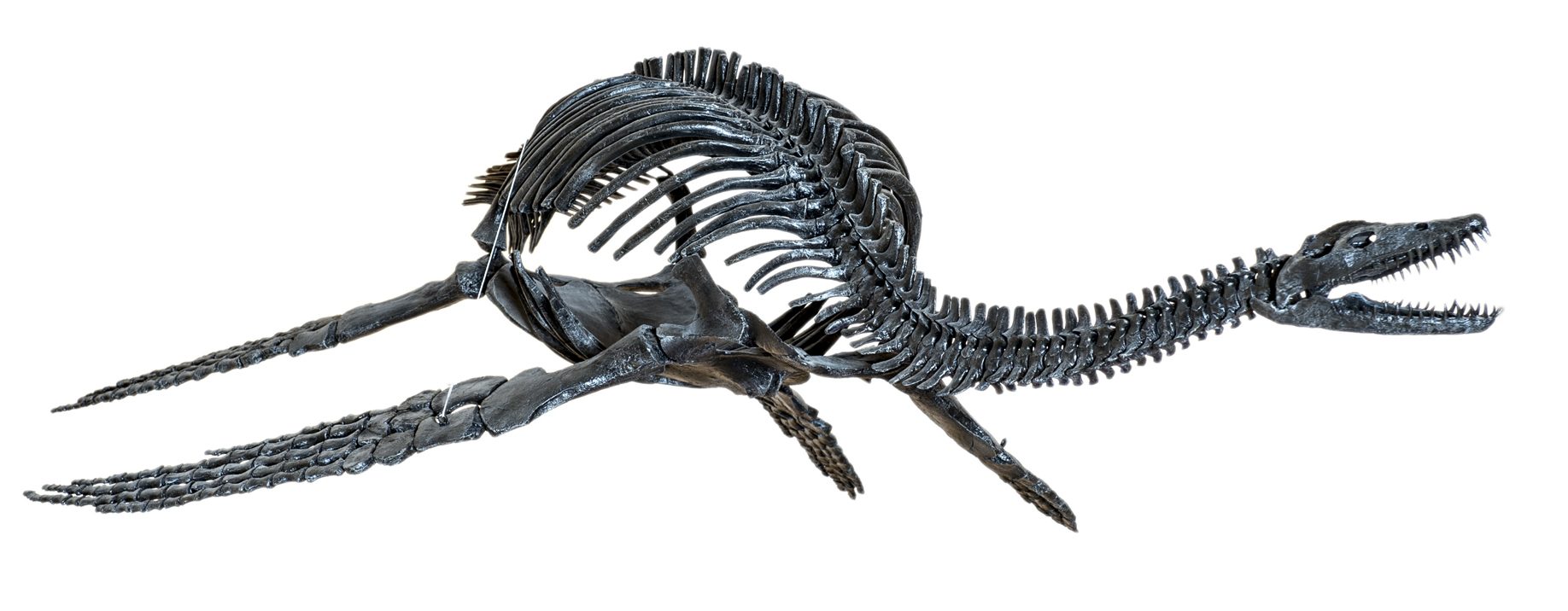 Il plesiosauro, l'antico rettile marino parente dei dinosauri