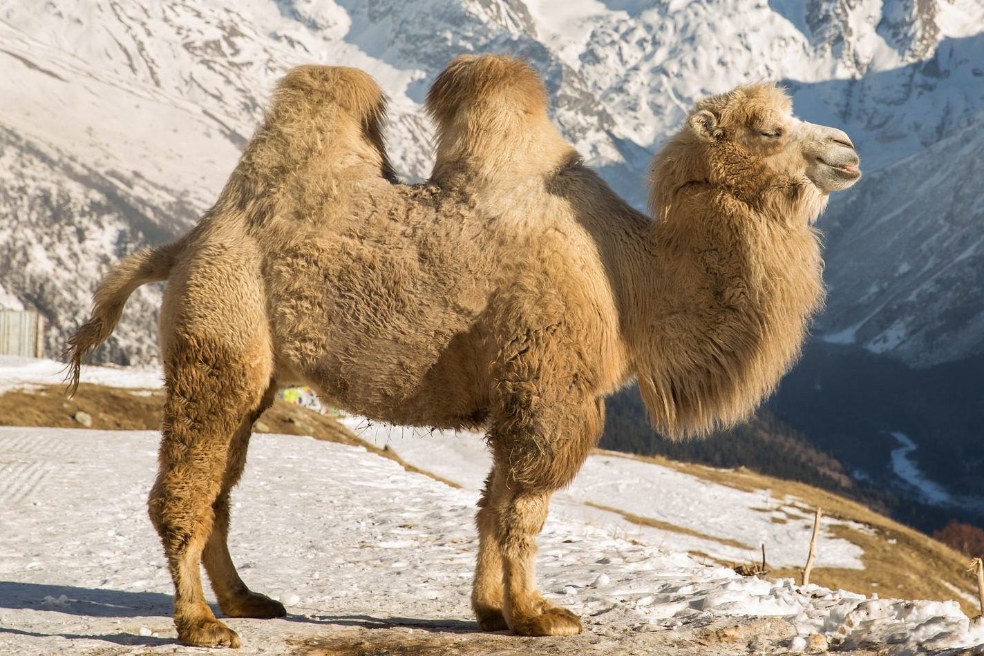 Cammello reagisce e uccide il guardiano dello zoo dopo essere stato ...