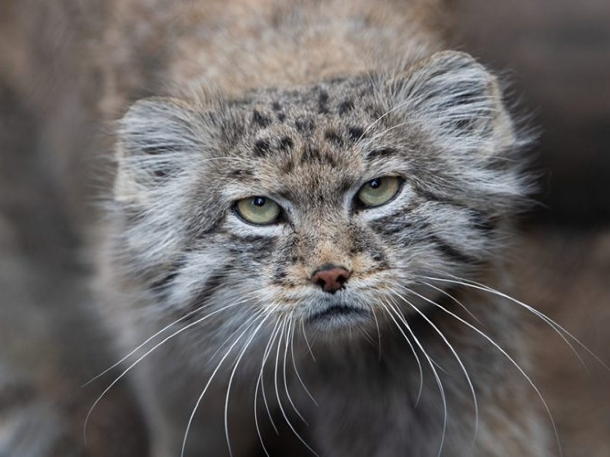 Scoperto sull'Everest il Gatto di Pallas, uno dei felini più rari del mondo
