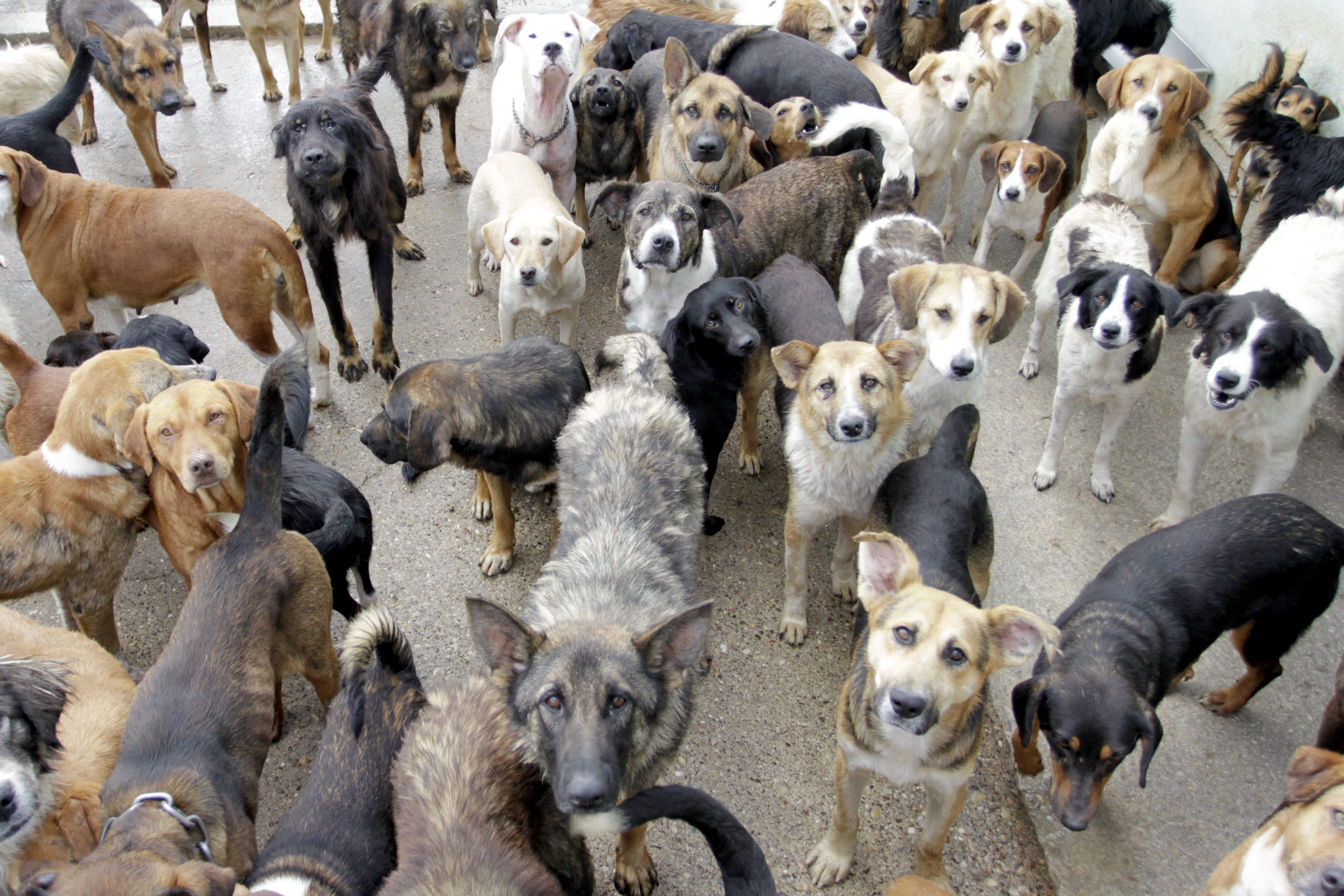 L'animal hoarding è reato?
