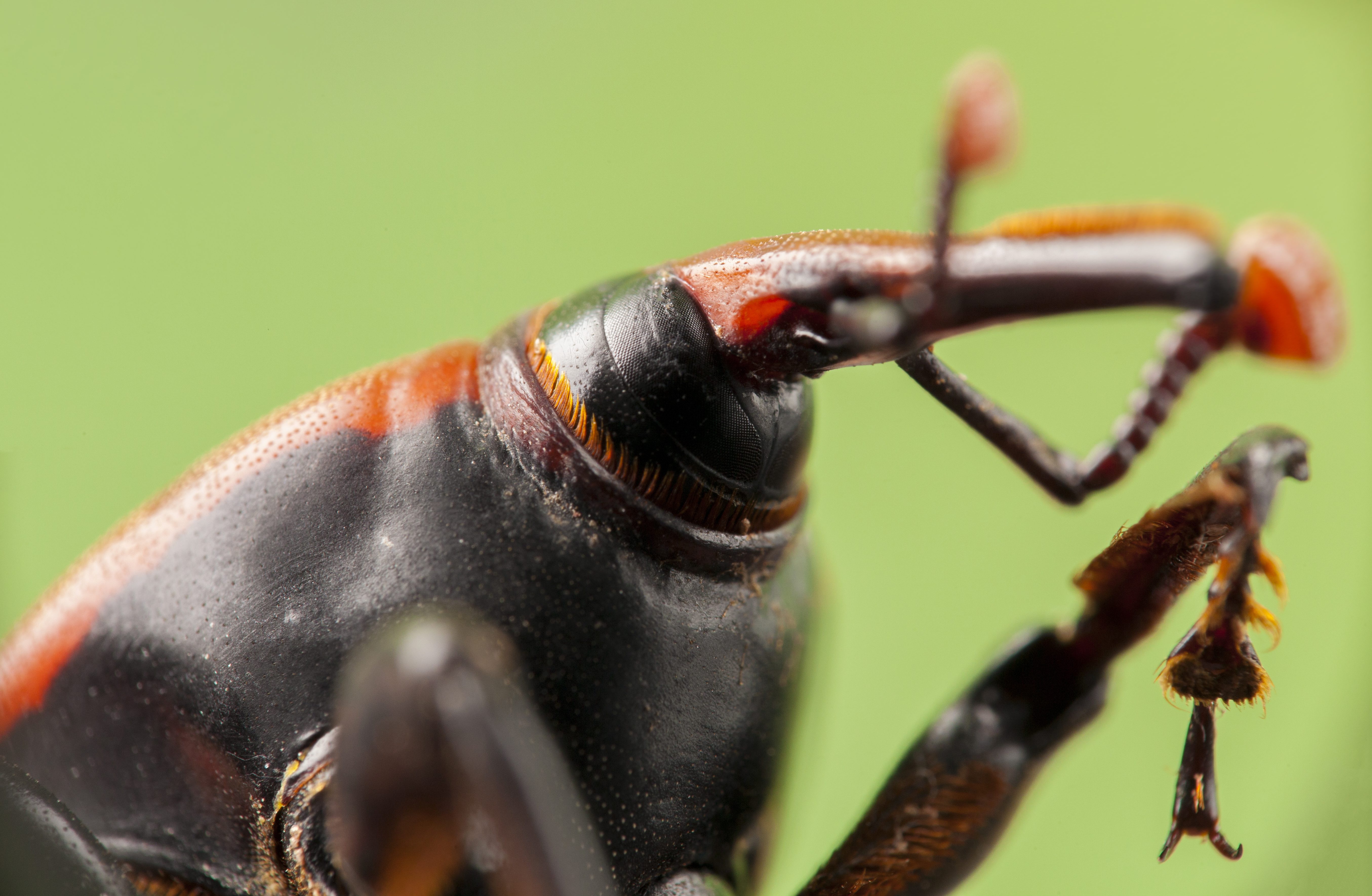 Quali insetti alieni si trovano in Italia?